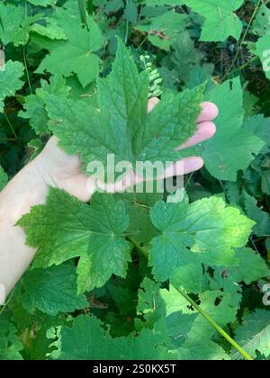 Tall Bugbane (Actaea elata Stock Photo - Alamy