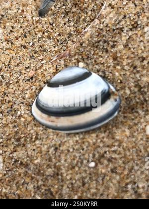 Elliptical Trough Shell (Spisula elliptica Stock Photo - Alamy