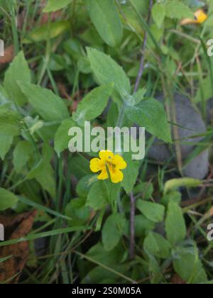 wing-leaf monkeyflower (Erythranthe ptilota Stock Photo - Alamy