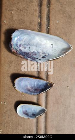 Brown Mussel (Perna perna Stock Photo - Alamy