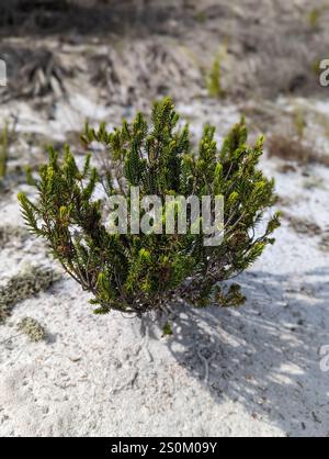 Florida rosemary (Ceratiola ericoides Stock Photo - Alamy