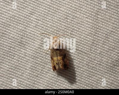 Grape Berry Moth (Paralobesia viteana Stock Photo - Alamy