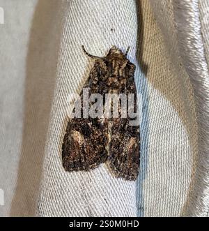 Rusty Shoulder Knot Moth (Aseptis binotata Stock Photo - Alamy