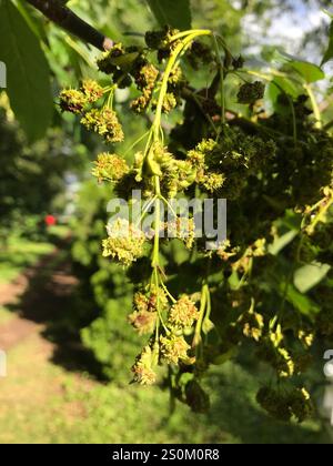 Ash Flower Gall Mite (Aceria fraxiniflora), Arachnida, Waukesha ...
