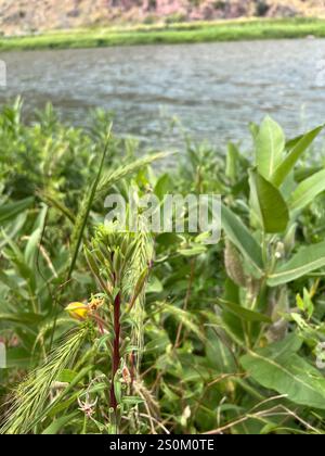 tall evening primrose (Oenothera elata) Plantae Stock Photo - Alamy