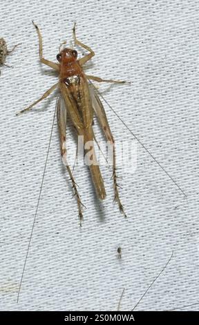 Brown Sword-tail Crickets (Anaxipha Stock Photo - Alamy
