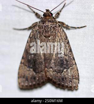 American Copper Underwing (Amphipyra pyramidoides) Insecta Stock Photo ...