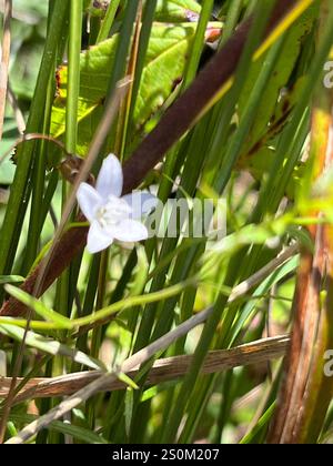 Marsh Bellflower (Palustricodon aparinoides Stock Photo - Alamy