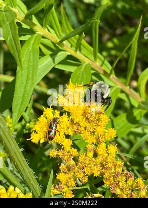 Red-blue Checkered Beetle (Trichodes nuttalli Stock Photo - Alamy