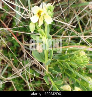 Beach Twinleaf (Roepera maritima Stock Photo - Alamy