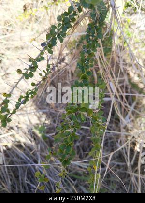 Cockspur Thorn (Maclura cochinchinensis Stock Photo - Alamy
