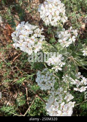Palmer's Spectaclepod, Dimorphocarpa candicans Stock Photo - Alamy