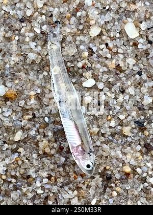 Bay Anchovy (Anchoa mitchilli Stock Photo - Alamy