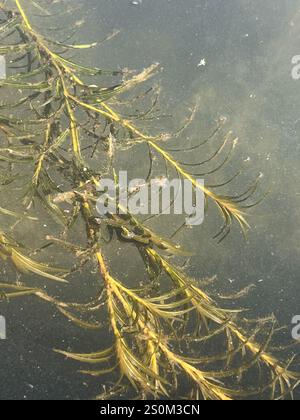 robbins' pondweed (Potamogeton robbinsii Stock Photo - Alamy