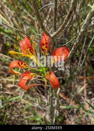 Pine lily (Lilium catesbaei Stock Photo - Alamy