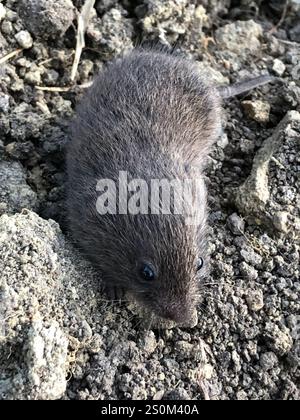 Meadow Voles (Microtus Stock Photo - Alamy
