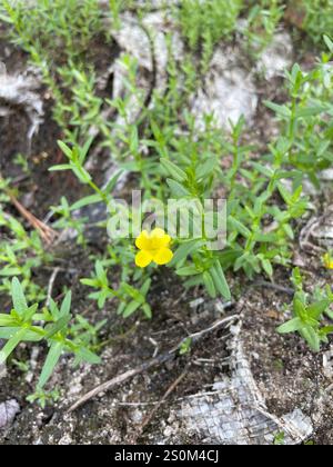 golden hedge-hyssop (Gratiola aurea) Plantae Stock Photo - Alamy