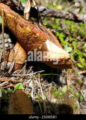 Western Painted Suillus (Suillus lakei Stock Photo - Alamy