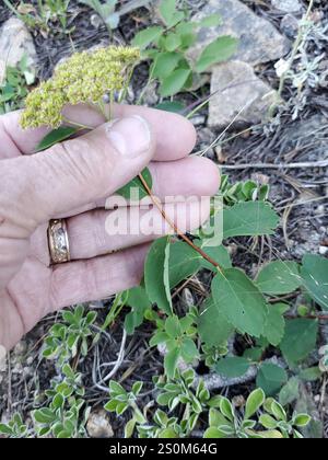 Shinyleaf Meadowsweet (Spiraea lucida Stock Photo - Alamy