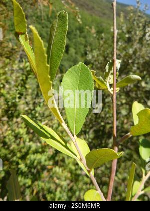 Rusty Willow (Salix atrocinerea Stock Photo - Alamy