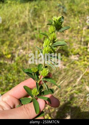 round-headed bush clover (Lespedeza capitata), Plantae, Devil's Lake ...