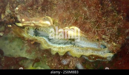 Pen Shells (Pinnidae Stock Photo - Alamy
