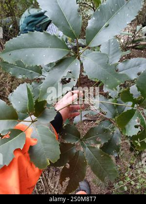 five finger (Pseudopanax arboreus Stock Photo - Alamy