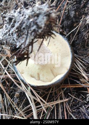 Pungent Slippery Jack (Suillus pungens Stock Photo - Alamy