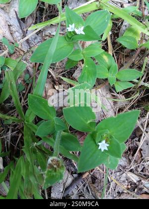 Florida Pusley (Richardia scabra Stock Photo - Alamy