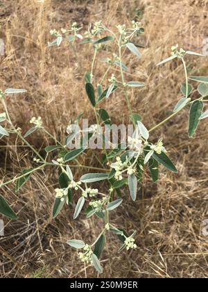 skunkweed (Croton texensis Stock Photo - Alamy
