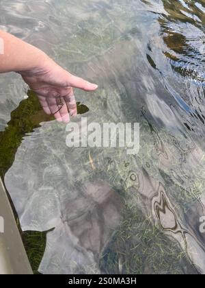 Grass-leaved Arrowhead (Sagittaria graminea Stock Photo - Alamy