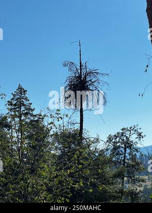 spruce witch's broom rust (Chrysomyxa arctostaphyli Stock Photo - Alamy
