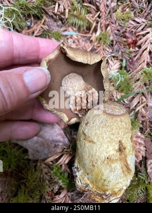 Spring King Bolete (Boletus rex-veris) Fungi Stock Photo - Alamy