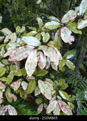 Mountain Horopito (Pseudowintera colorata Stock Photo - Alamy