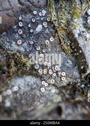 Rock Dimple Lichen (Gyalecta jenensis Stock Photo - Alamy