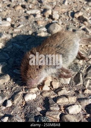 Voles, Lemmings, and Muskrats (Arvicolinae Stock Photo - Alamy