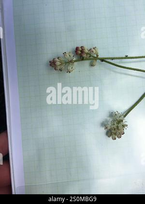 sticky false asphodels (Triantha Stock Photo - Alamy