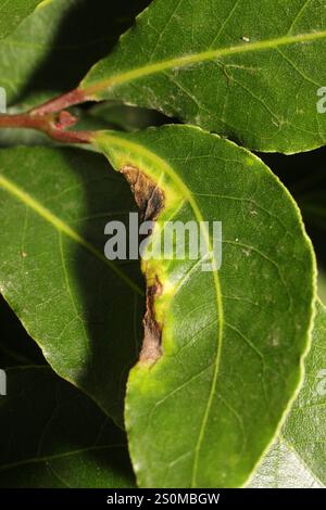 Bay Sucker (Lauritrioza alacris Stock Photo - Alamy