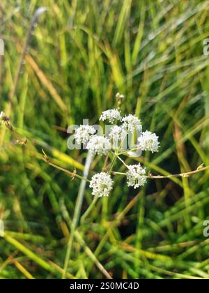 Cicuta bulbifera L Cicuta bulbifera L Stock Photo - Alamy