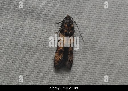 Sweet Clover Root Borer Moth (Walshia miscecolorella), Insecta, Val ...