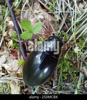 King Diving-beetle (Dytiscus dimidiatus Stock Photo - Alamy