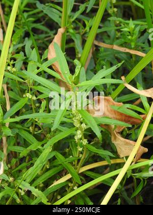 marsh mermaidweed (Proserpinaca palustris Stock Photo - Alamy