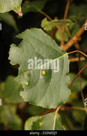 Poplar gall mite (Phyllocoptes populi Stock Photo - Alamy