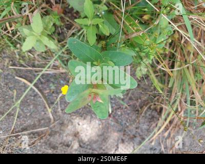 Fraser's marsh St. John's-wort (Hypericum fraseri Stock Photo - Alamy