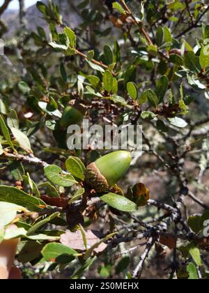 island scrub oak (Quercus pacifica Stock Photo - Alamy