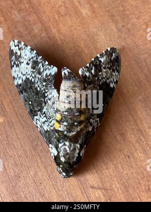 Rustic Sphinx (Manduca rustica Stock Photo - Alamy