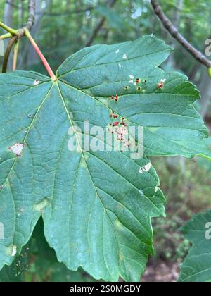 Maple gall mite (Aceria macrorhyncha Stock Photo - Alamy