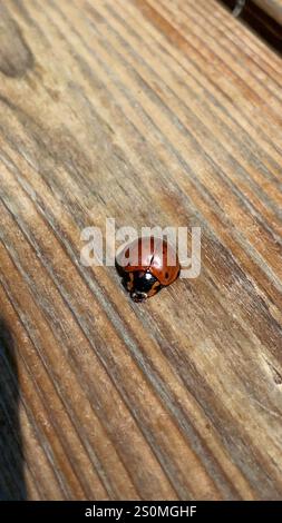 Flying Saucer Lady Beetle (Anatis rathvoni Stock Photo - Alamy