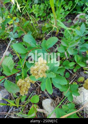 Shinyleaf Meadowsweet (Spiraea lucida Stock Photo - Alamy