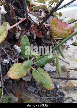 Redflower Buckwheat (Eriogonum grande Stock Photo - Alamy